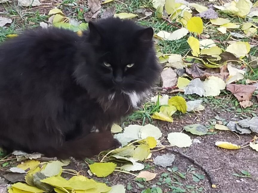 Котя мерзнет на улице