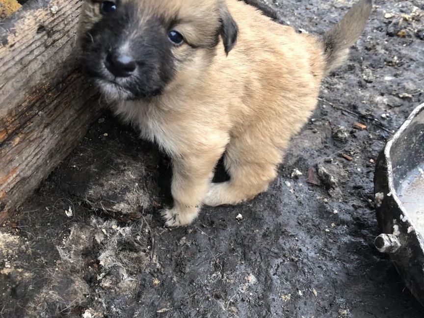 Отдам щенков