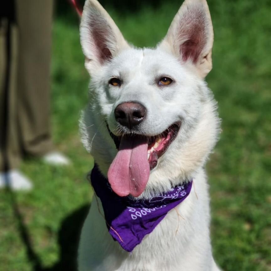 Белоснежная красотка из приют ждё любимого хозяина