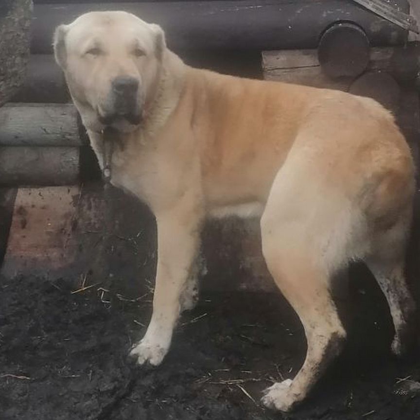 Взрослая собака в добрые руки