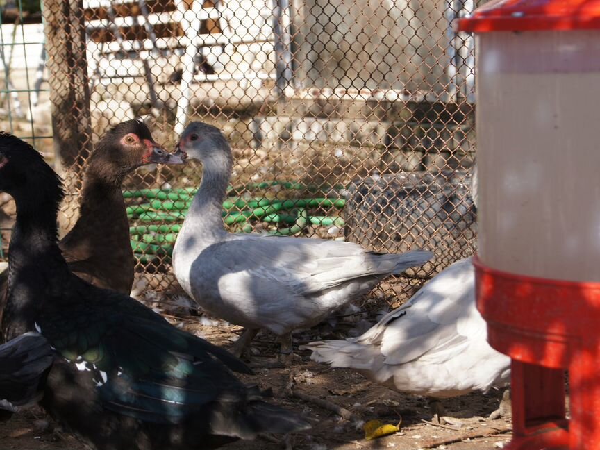 Крупные индоутки синие, шоколад, лиловые, серебро