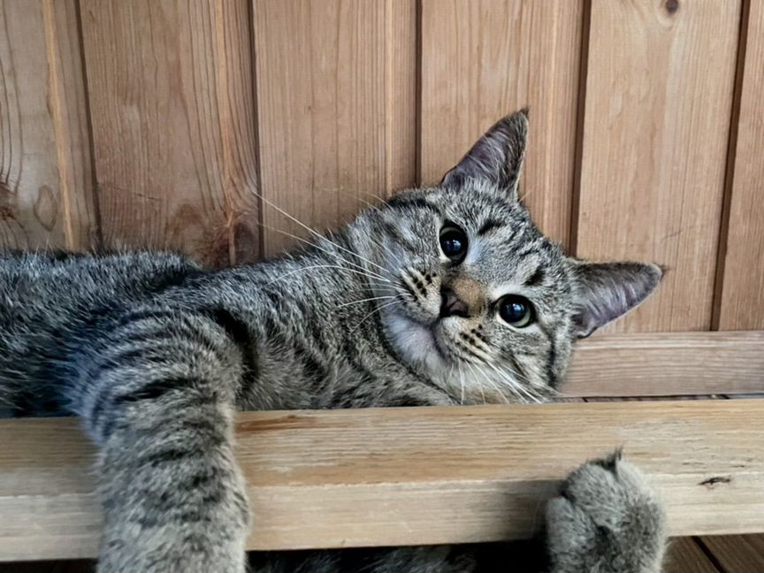 Кот Батон в добрые руки