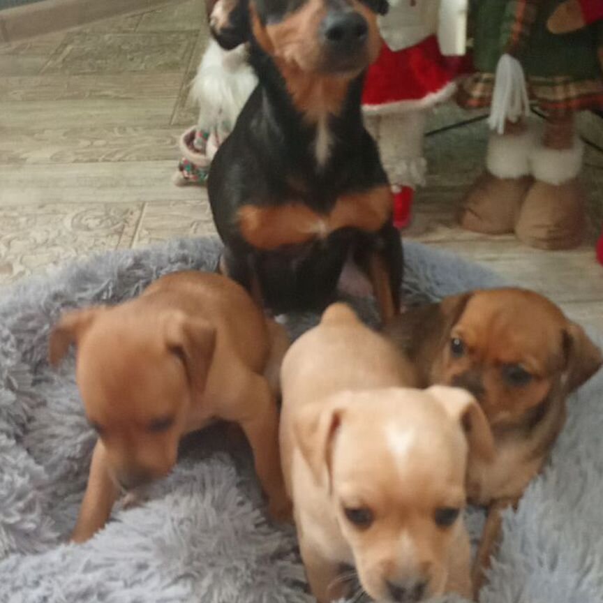 Русский той-терьер, щенок