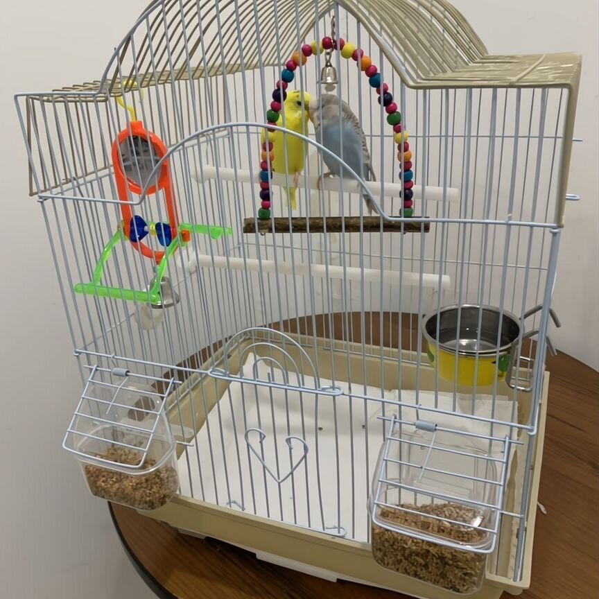 Волнистые попугаи