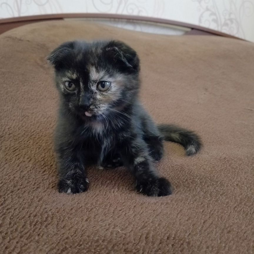 Котик бесплатно