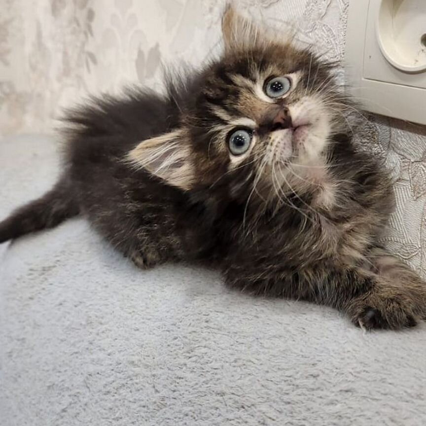 Пушистая девочка 2 месяца