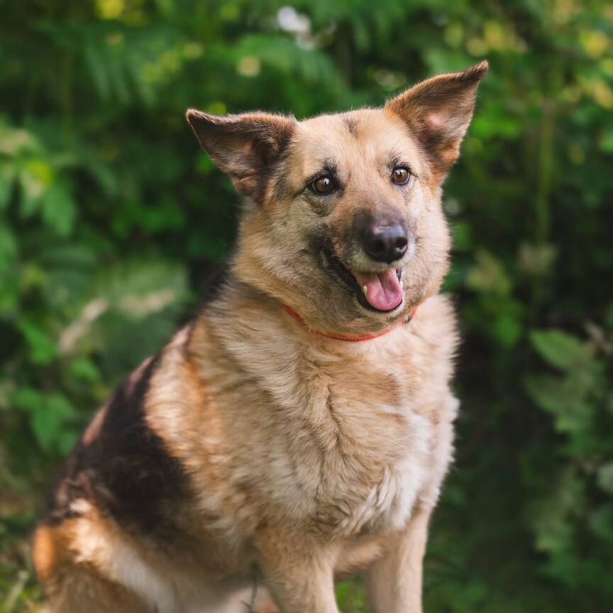 Собака Буся в добрые руки