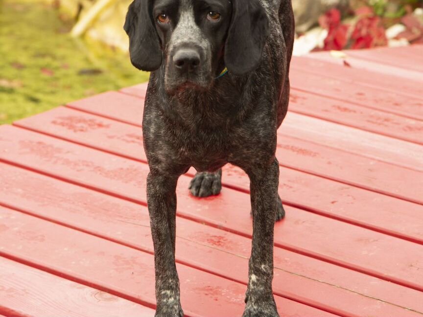 Курцхаар метис мини мальчик в добрые руки