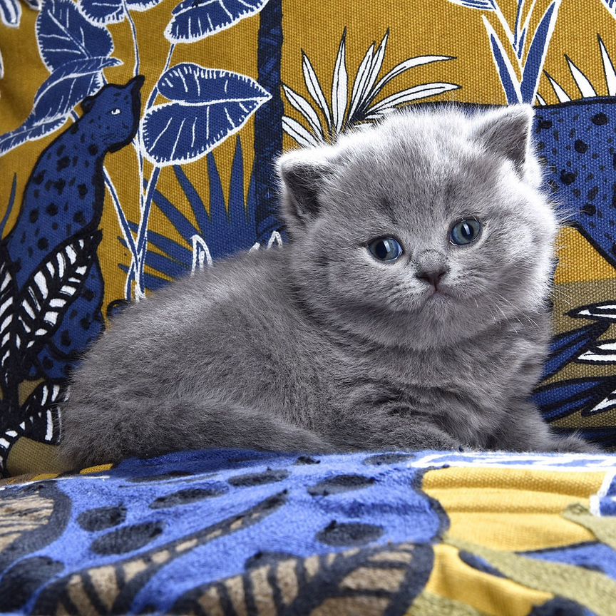 Британские котята Luxury