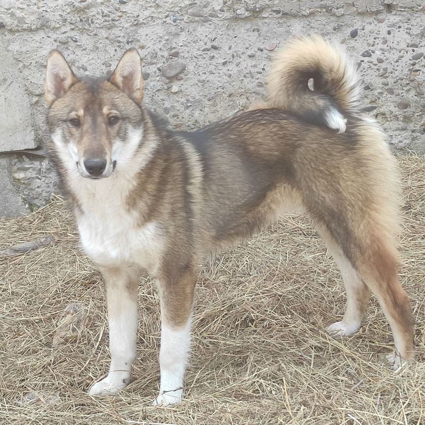 Лайка, щенок