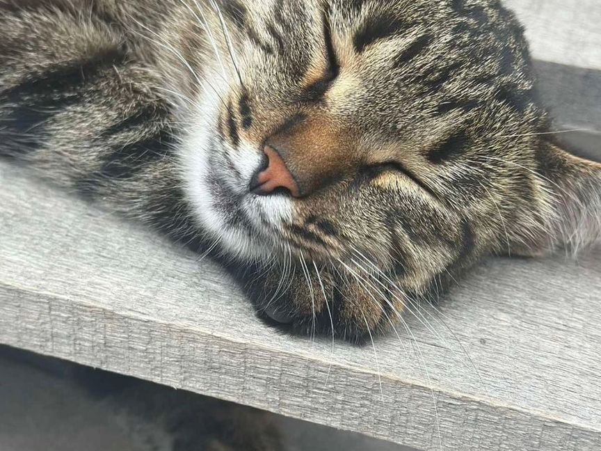 Котик кастрат в добрые руки