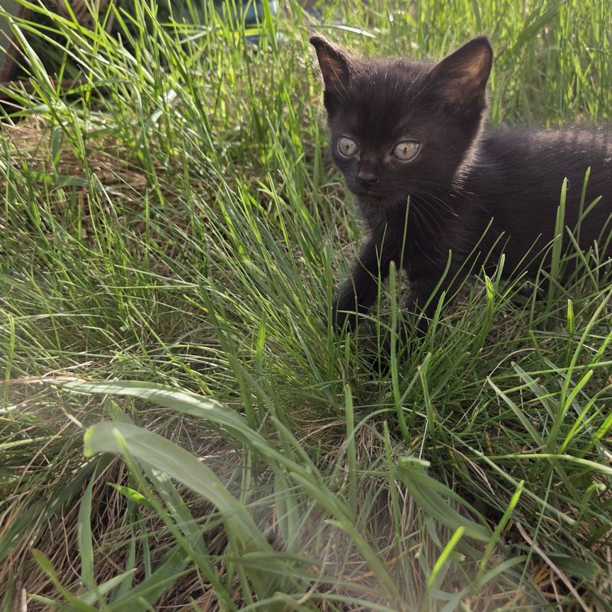 Котёнок в добрые руки