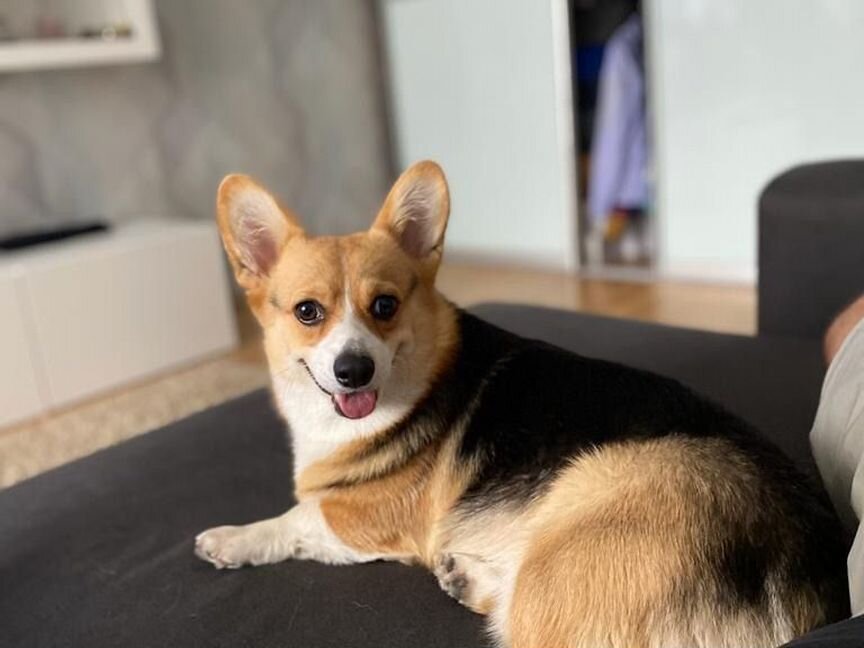 Вельш-корги пемброк