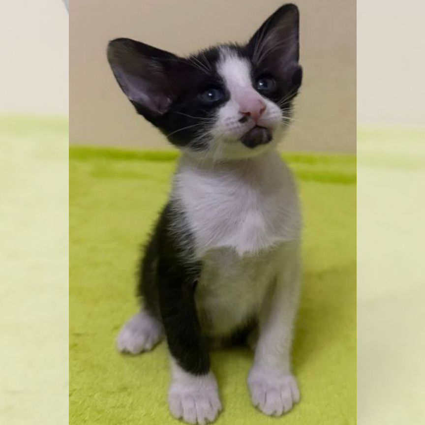 Ориентальный котёнок