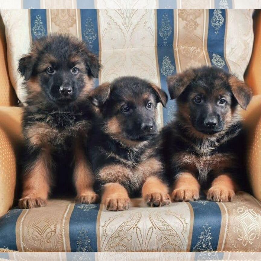 Немецкая овчарка, щенок