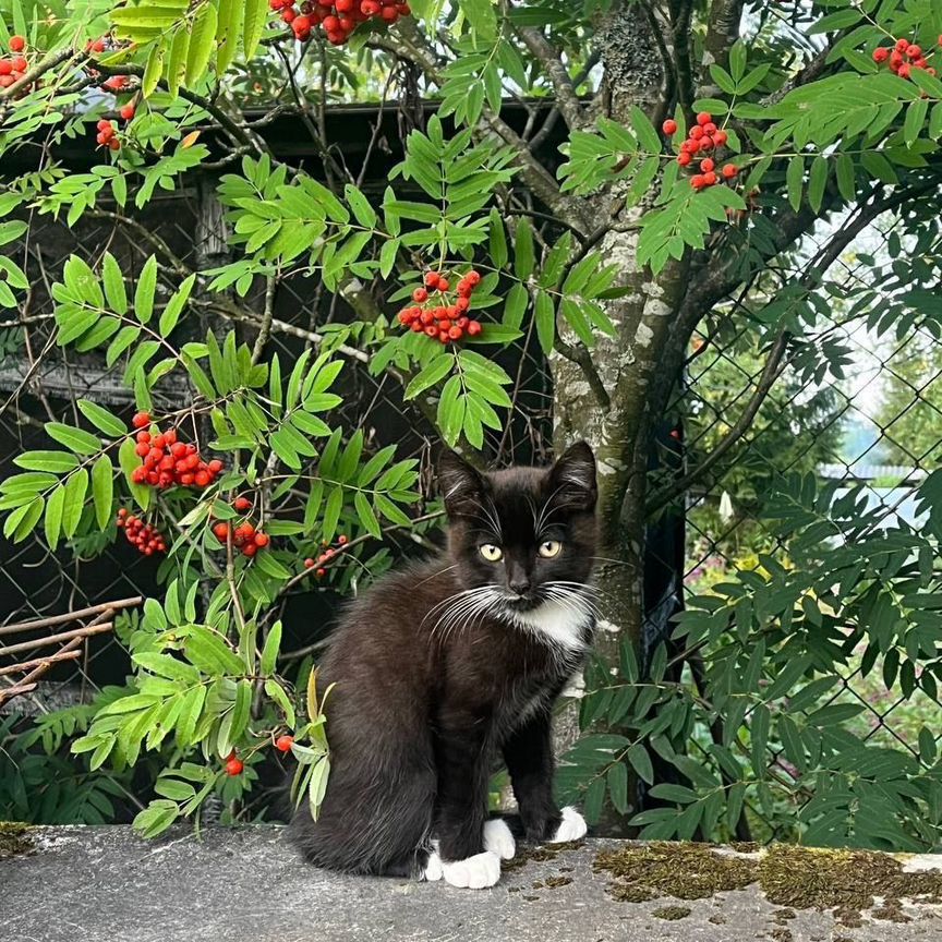 Котята в добрые руки бесплатно