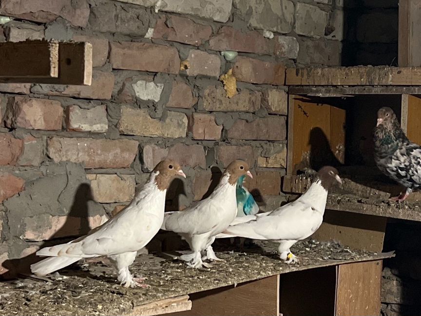 Голубь на племя