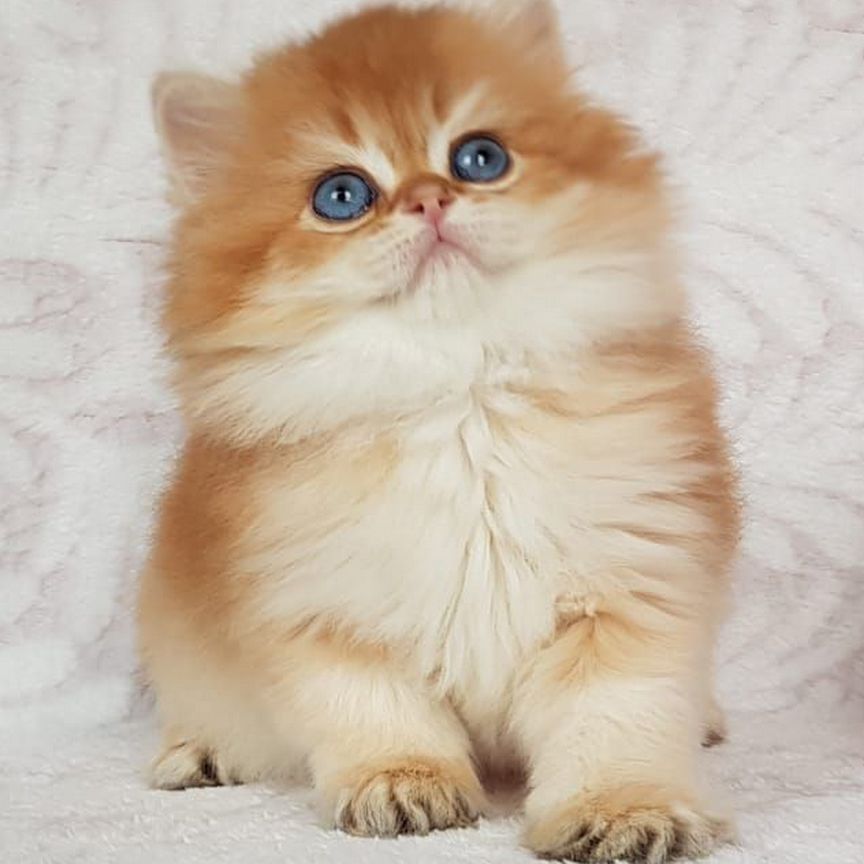 Золотая шиншилла