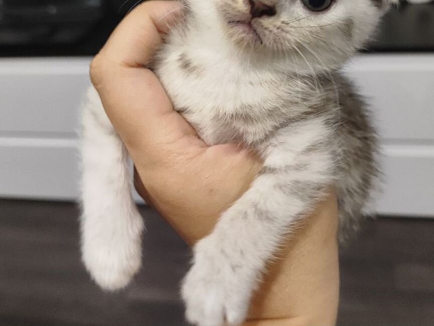 Шотландская вислоухая кошка