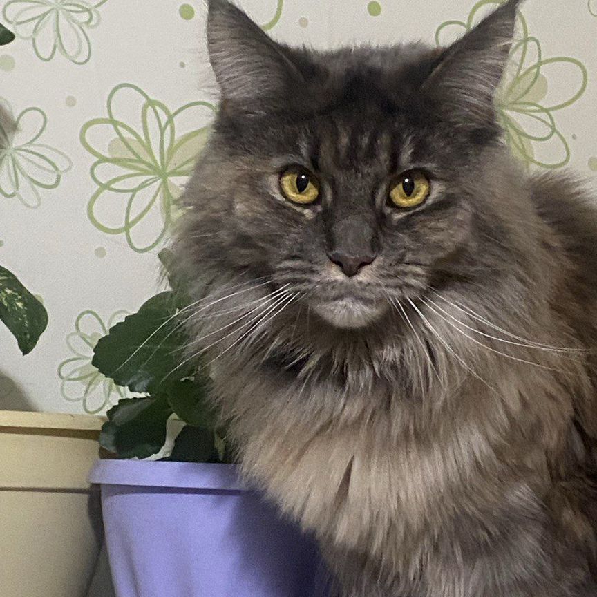 Мейн-кун, кошка вязка