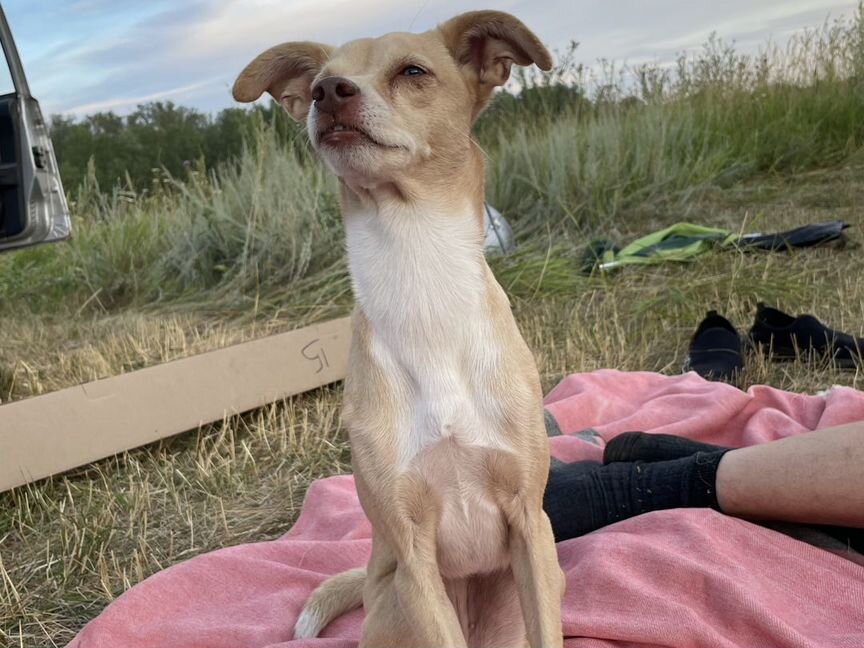 Итальянская левретка, бесплатно