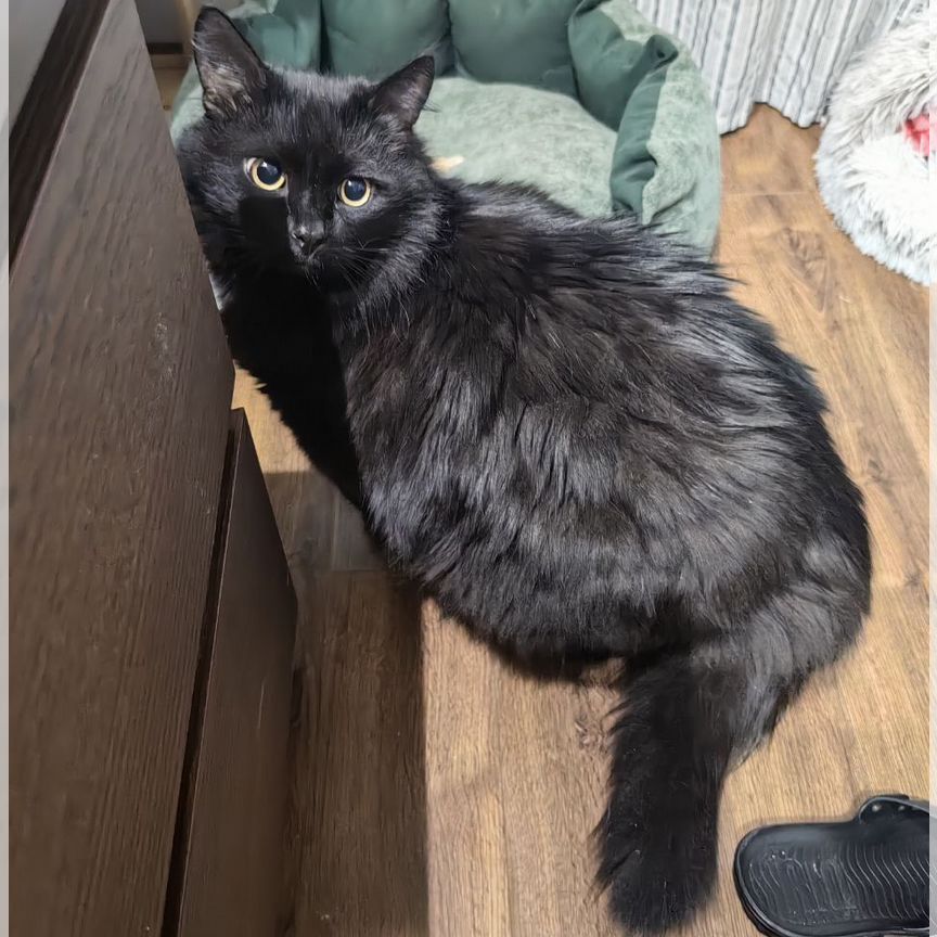 Взрослый кот в добрые руки