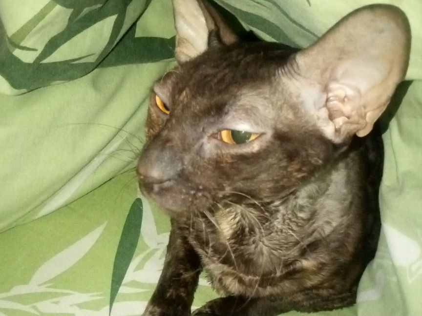 Корниш-рекс