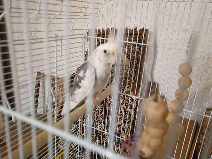 Попугай карелла с клеткой