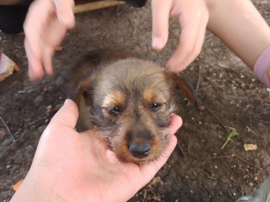 Щенок в добрые руки бесплатно