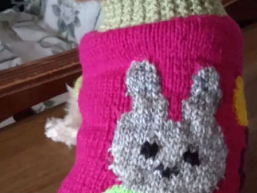 Одежда для собак