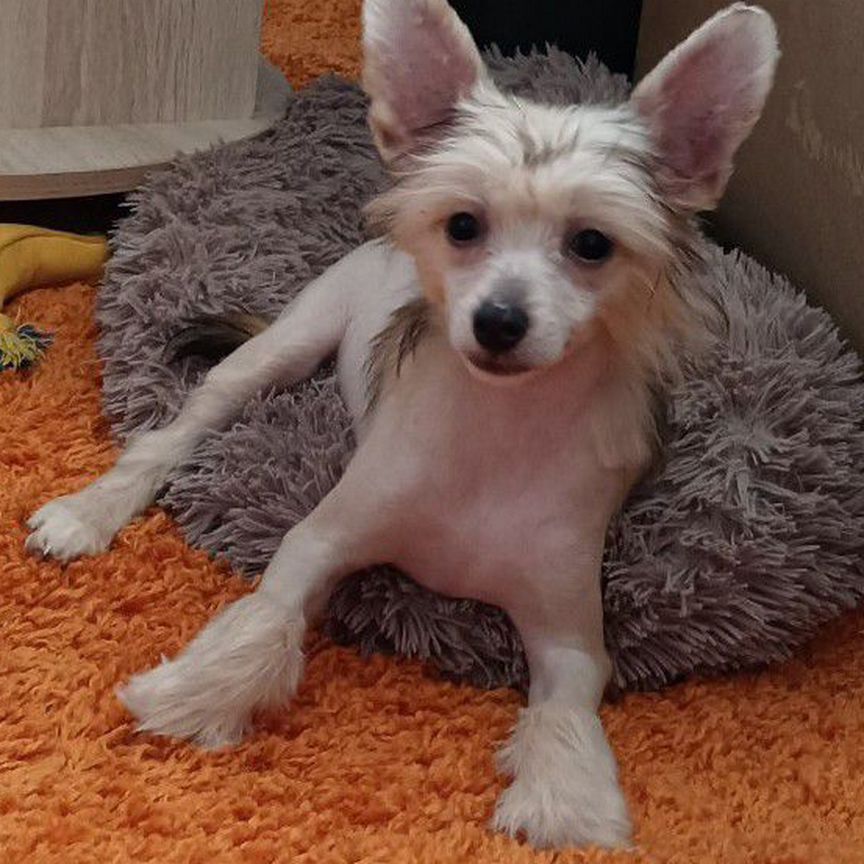 Китайская хохлатая, щенок