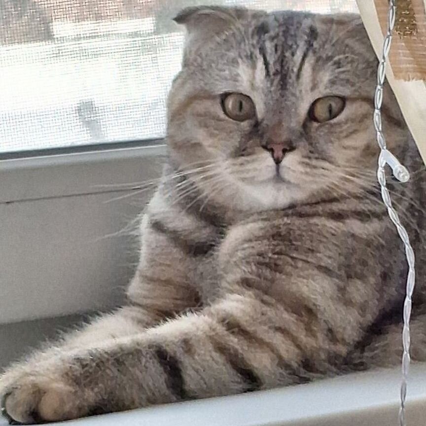 Шотландская вислоухая длинношёрстная, взрослая кошка