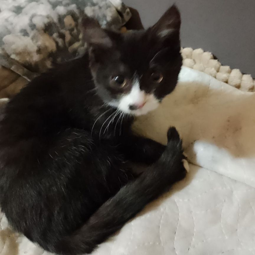 Котёнок в добрые руки