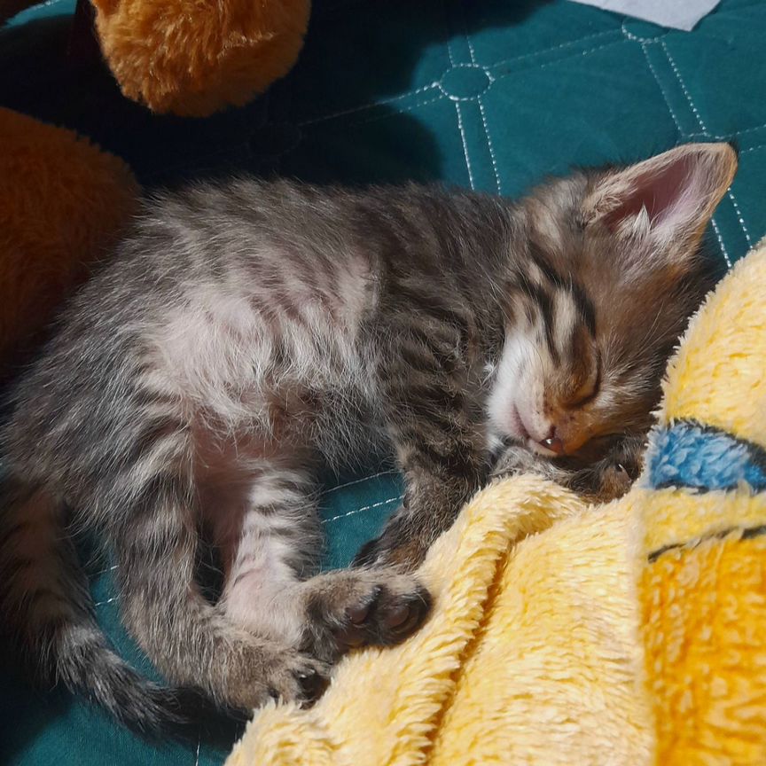 Котёнок в добрые руки