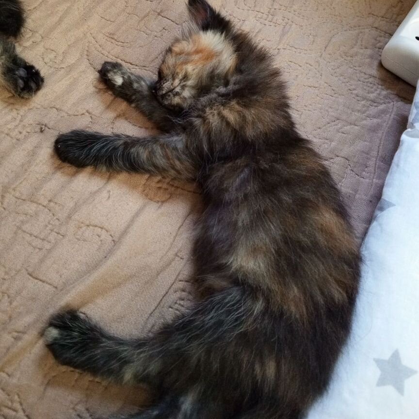 Кошка живут на улице