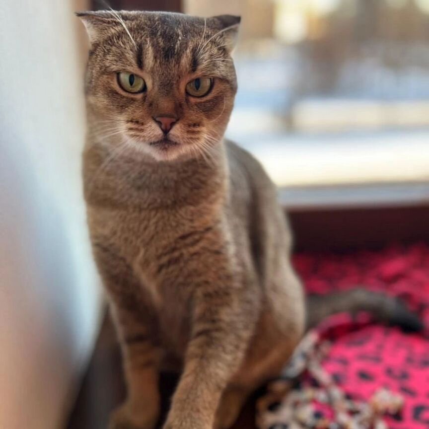 Вислоухая абиссинская кошка