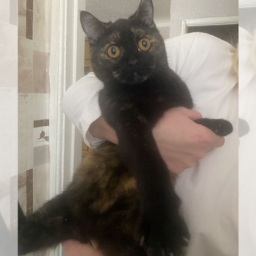 Шотландская прямоухая короткошёрстная, взрослая кошка