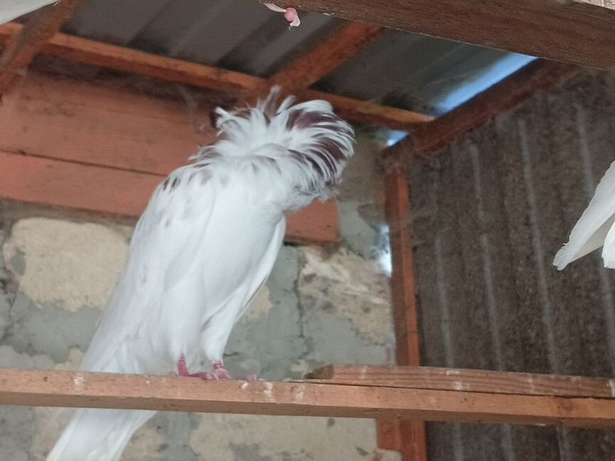 Продажа голубей якобинцев