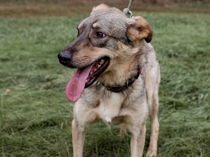 Коричневая собака из приюта ищет дом