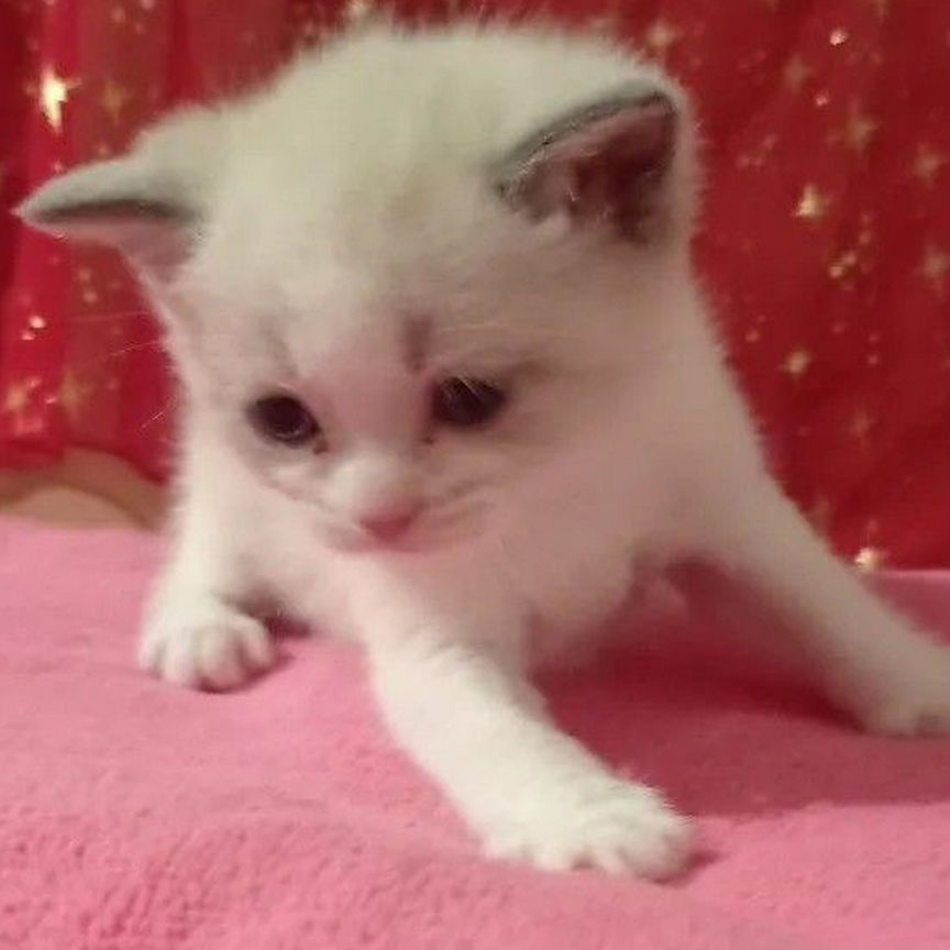 Шотландский вислоухий короткошёрстный котёнок