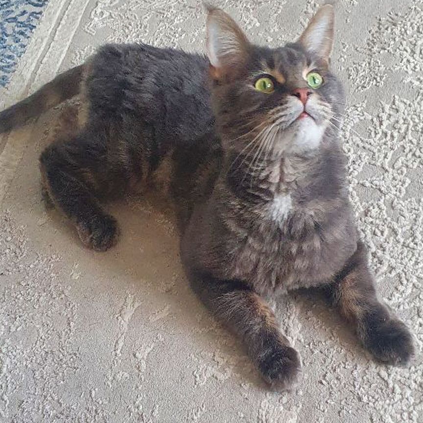 Мейн-кун, взрослый кот