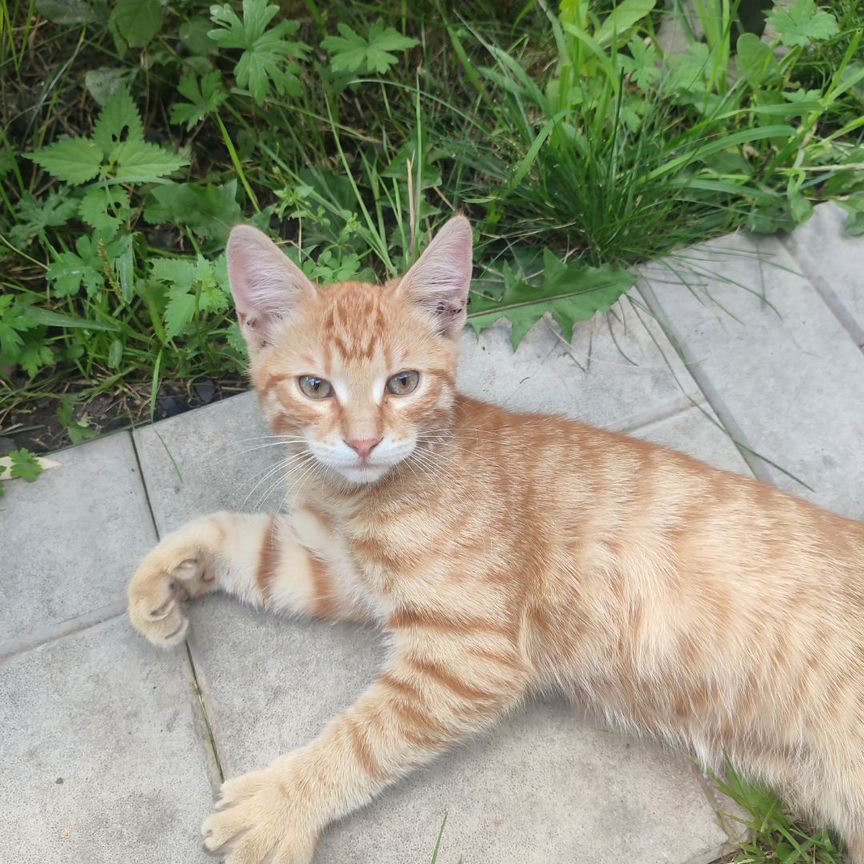 Котёнок