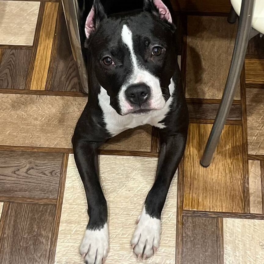 Американский стаффордширский терьер, взрослая собака