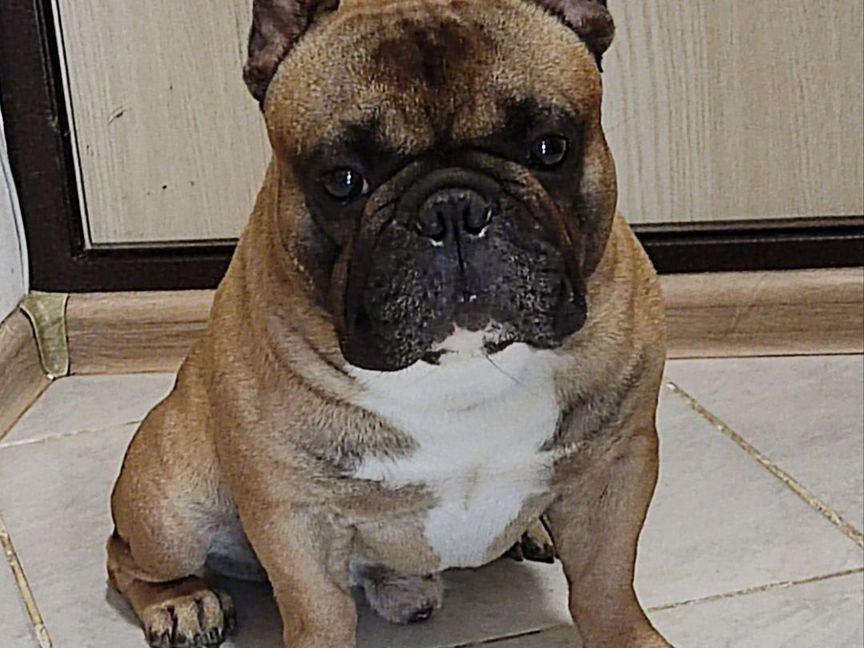 Французский бульдог кобель вязка