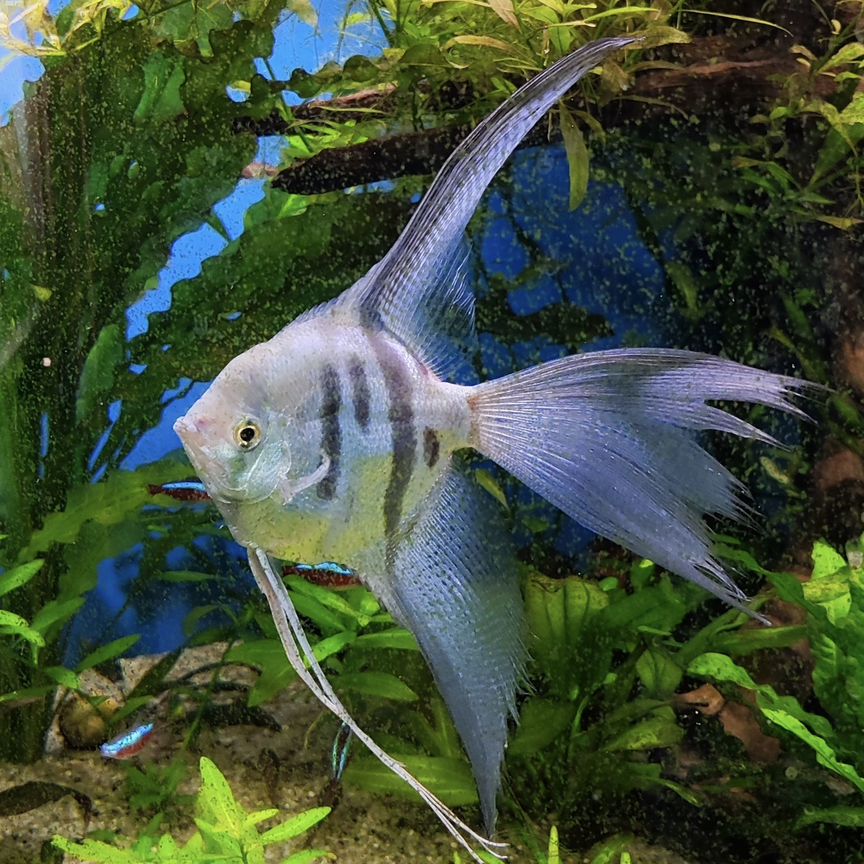 Ищу мужа для скалярии