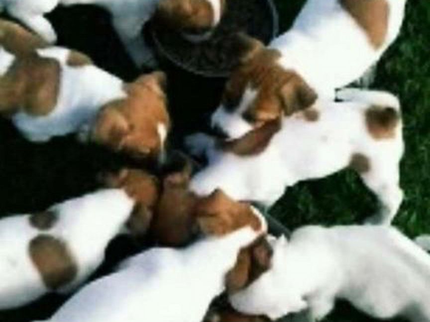 Щенки джек Рассел терьер