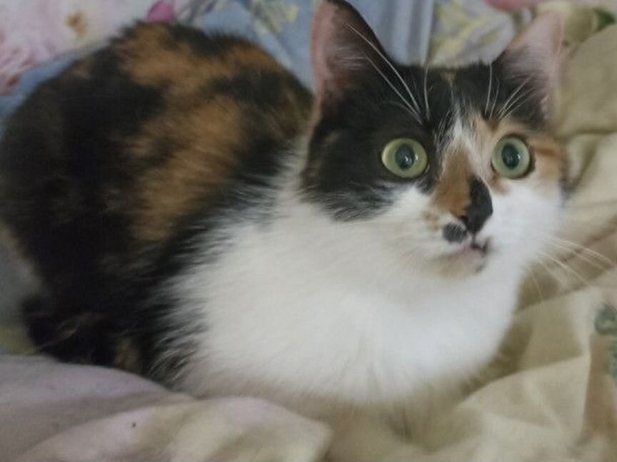 Девочка Фаечка