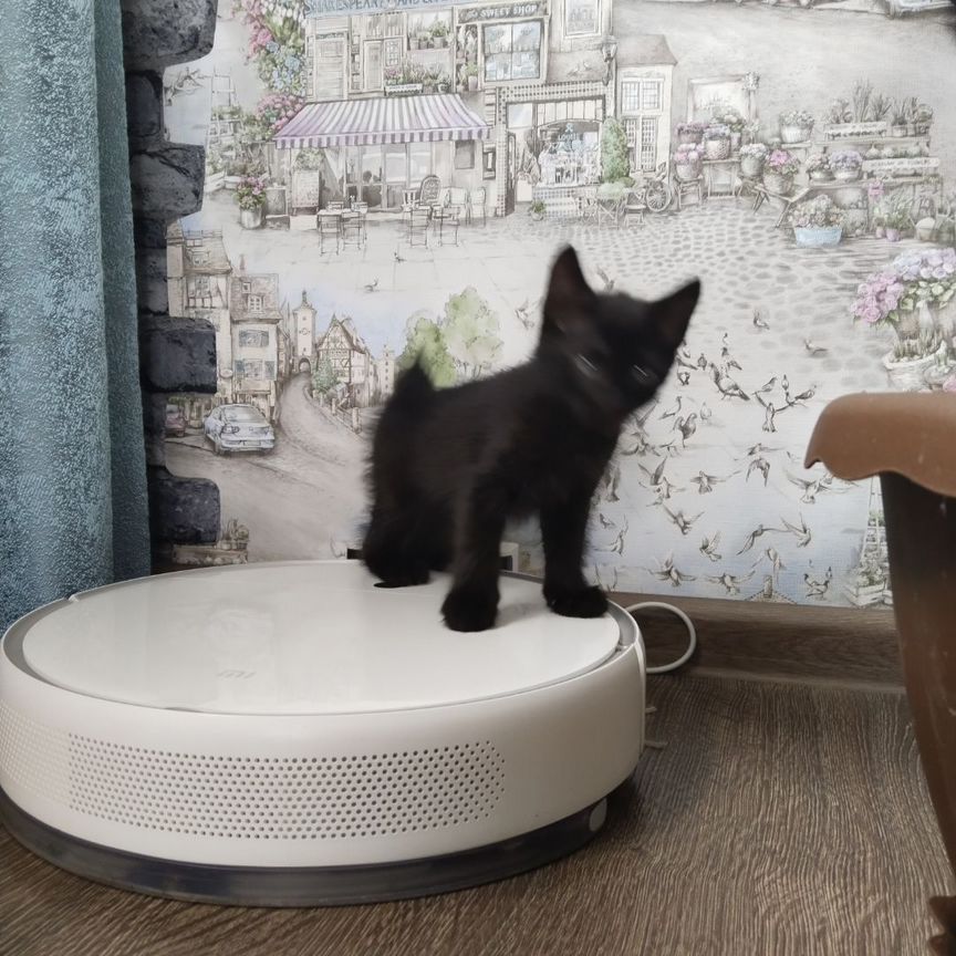 Короткохвостый котенок
