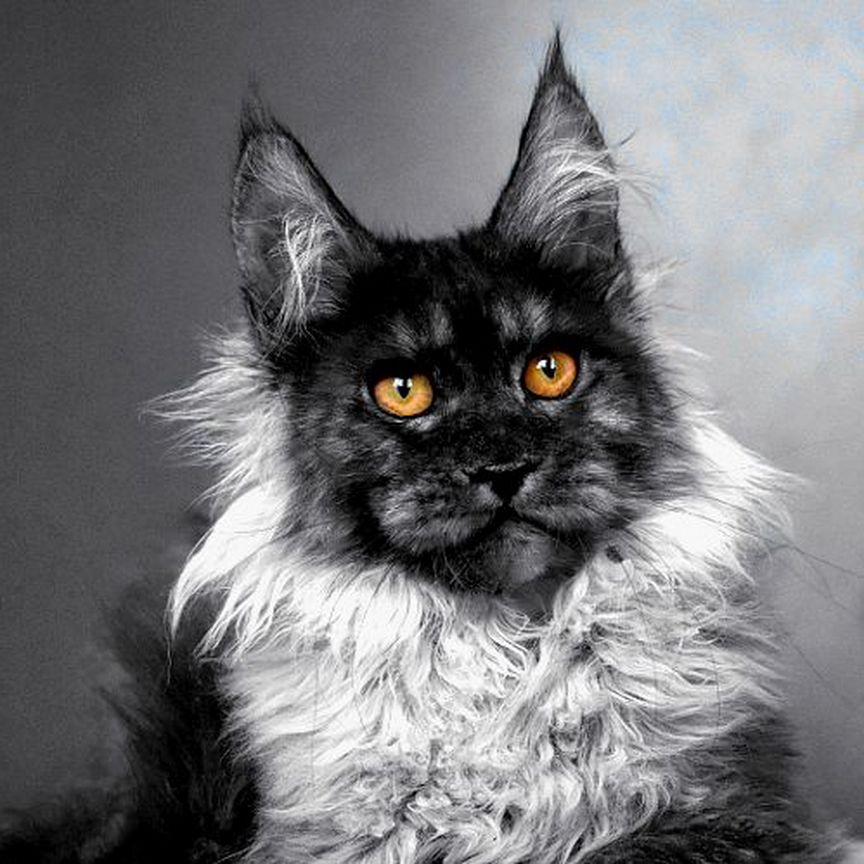 Котенок мейн кун