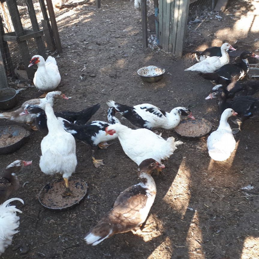 Мускусные утки тяжелые линии